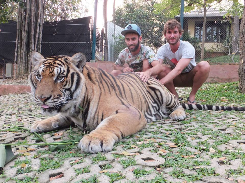 Ver tigres en el Tiger Kingdom de Chiang Mai (Tailandia) - ¿sí o no?